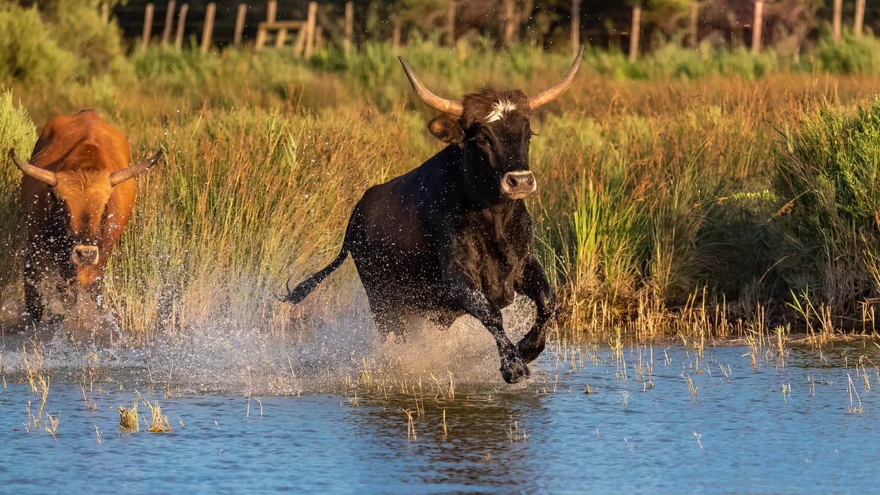 Où voir les taureaux en Camargue... - Les Bains Gardians