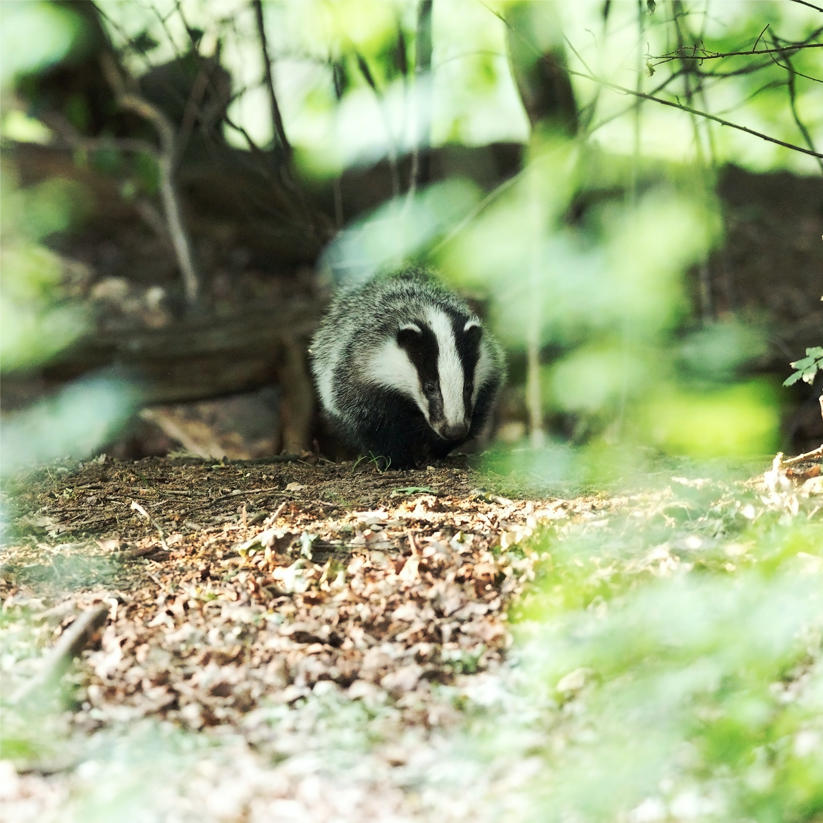 Ecofence: Home - Advancing Biodiversity