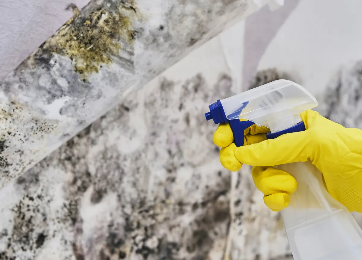 Preventing & treating mould in your rental properties - PayProp Blog