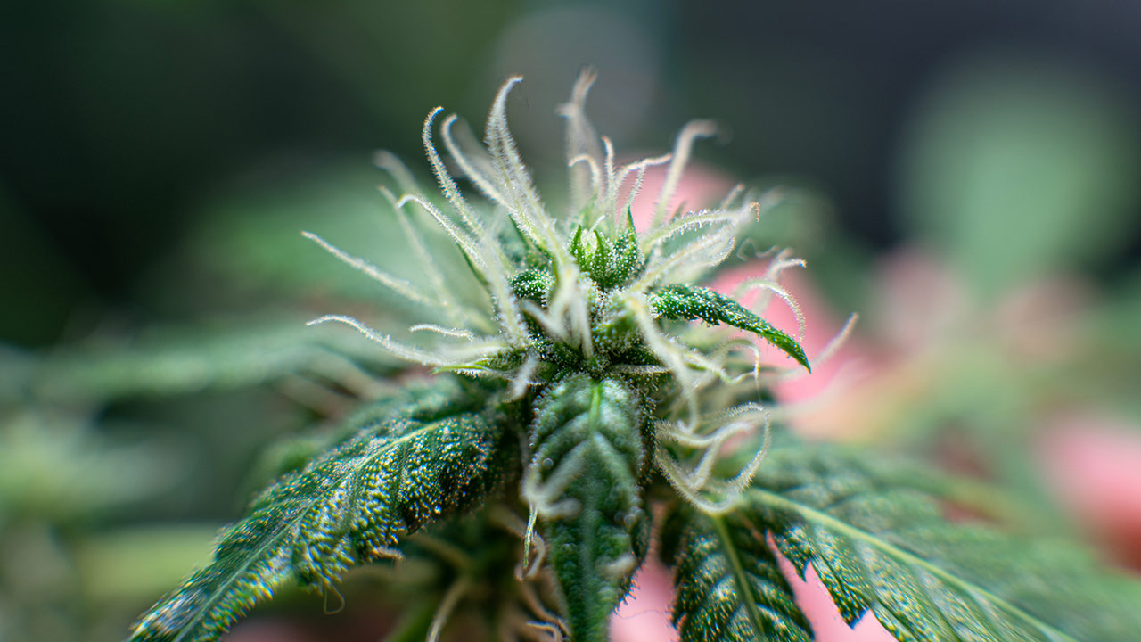 CB Medical Marketing