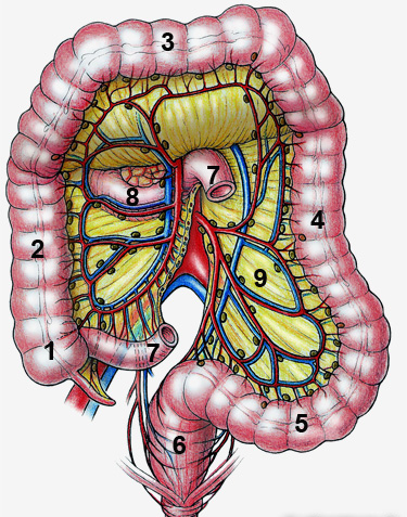 VISCERA – Operationen – Dickdarmentfernung