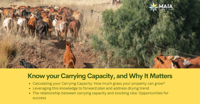 Know Your Carrying Capacity, and Why It Matters | MaiaGrazing