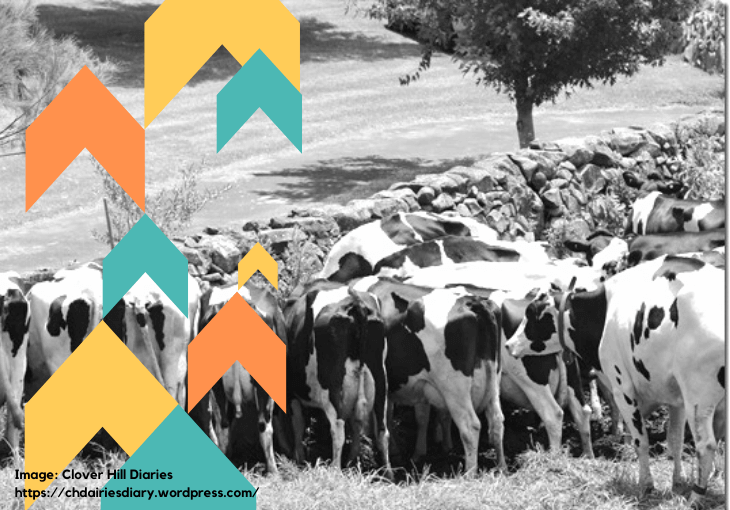 Mob Grazing: What it is, Benefits & How it Works