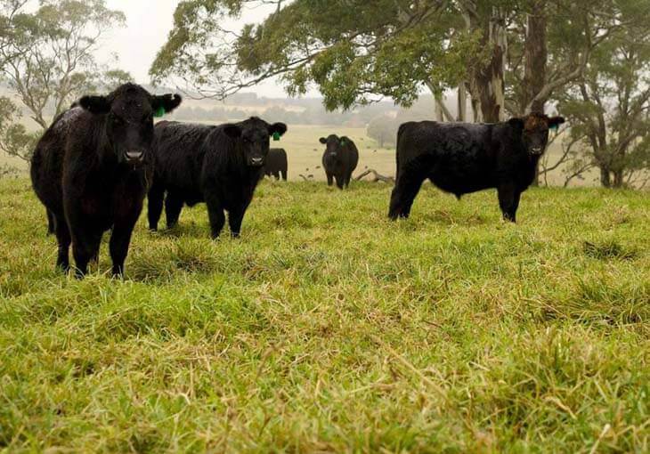 High Intensity, Time-Controlled Grazing | MaiaGrazing
