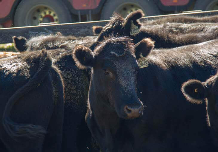 MaiaGrazing Scholars Webinar Featuring Jim Gerrish & Bart Davidson