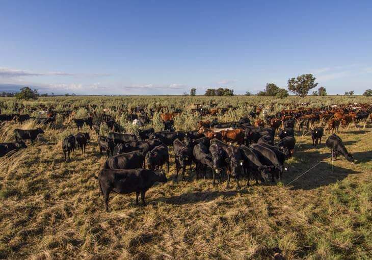 Maia Technology & Agersens announce ag-tech partnership | MaiaGrazing