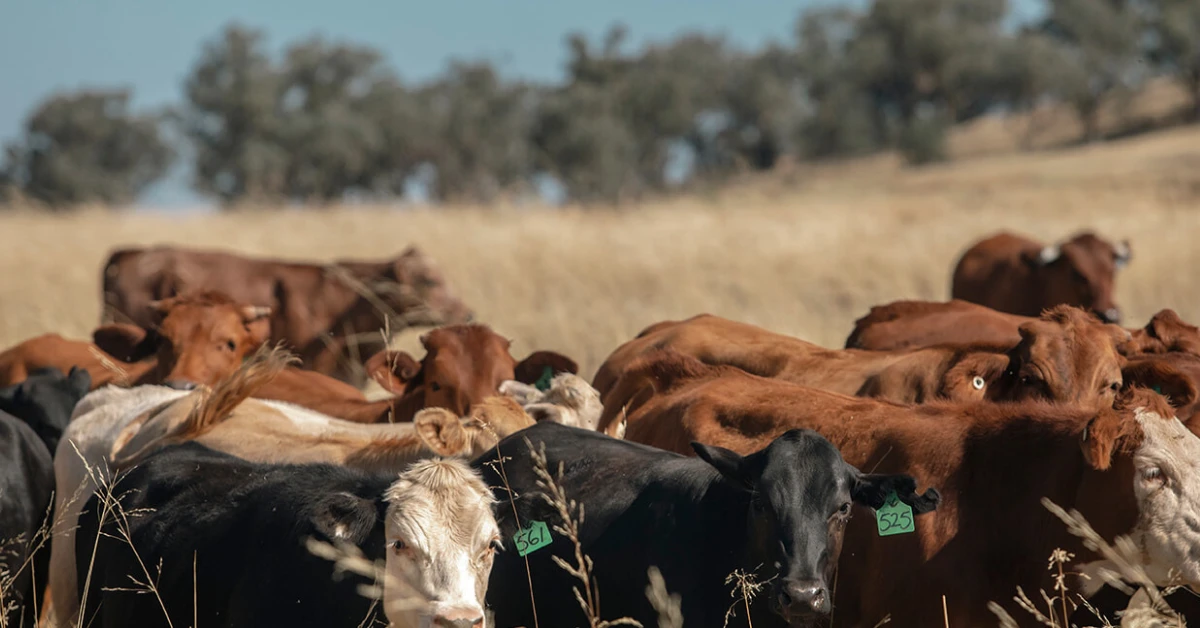 Grazing Management Lingo: Decoding Terminology To Drive Efficiency Grazing Management Lingo: Decoding Terminology To Drive Efficiency
