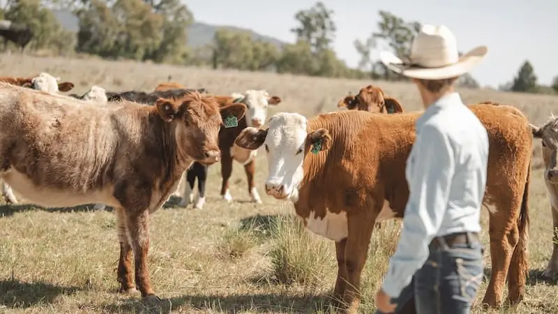 Cattle Gestation: Ultimate Guide for Graziers [2024]