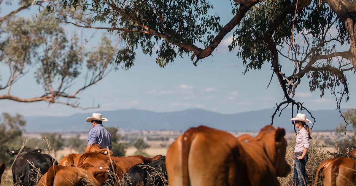 Best Cattle Management Software Features [2024]