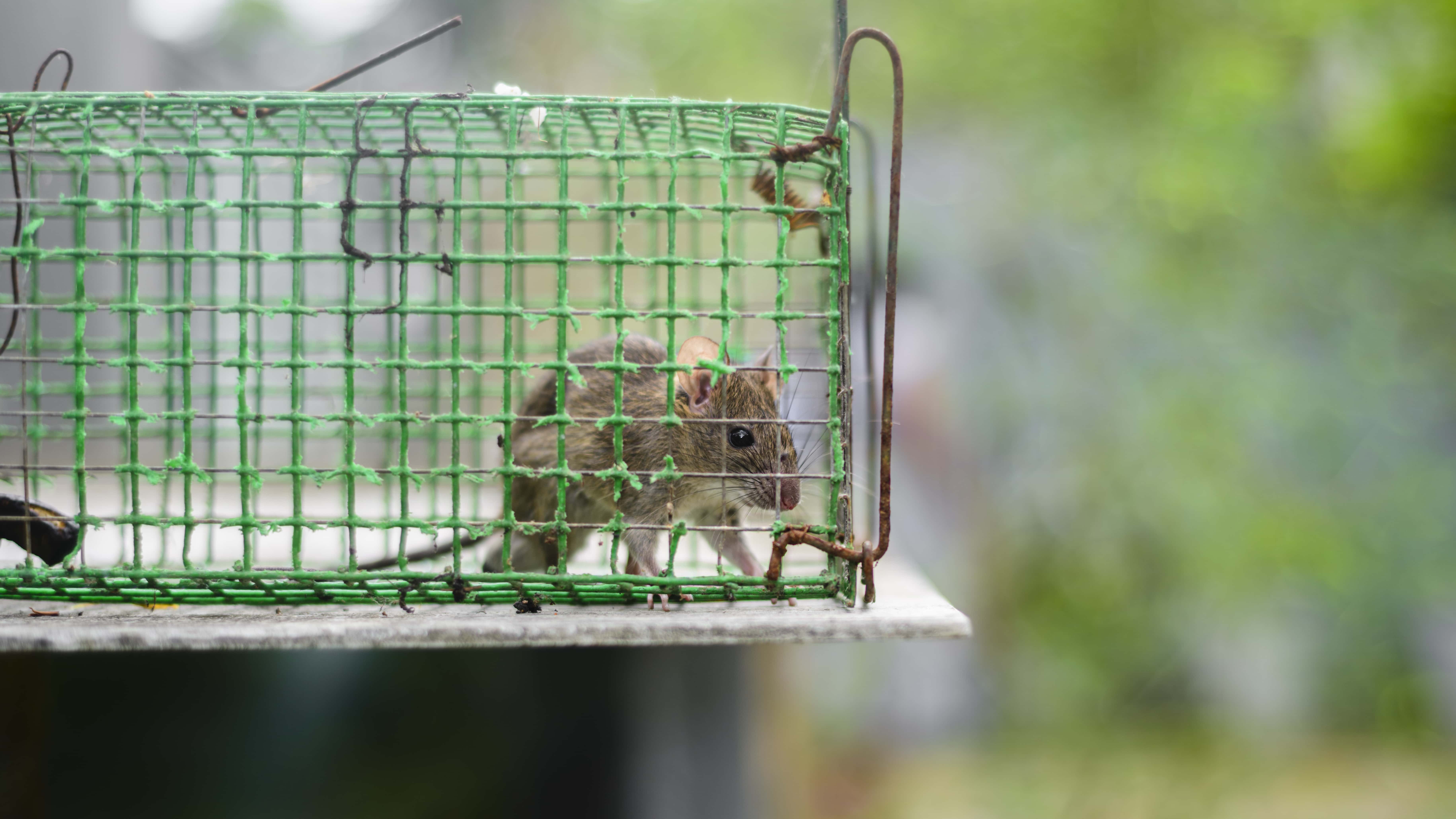 Marett Pest Control | Rodents Services | South Carolina Expert