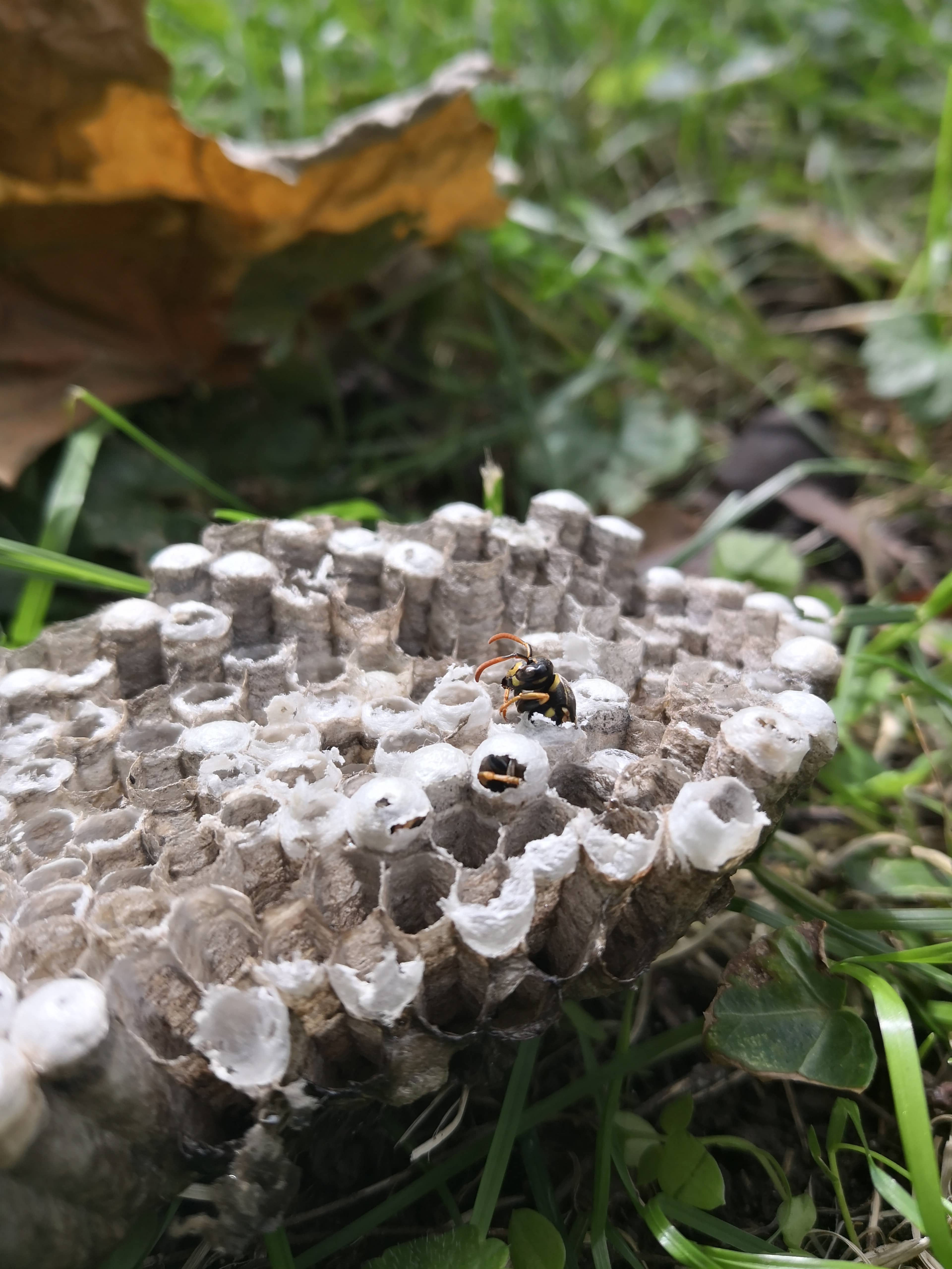 Marett Pest Control | Flying Pests | South Carolina Expert