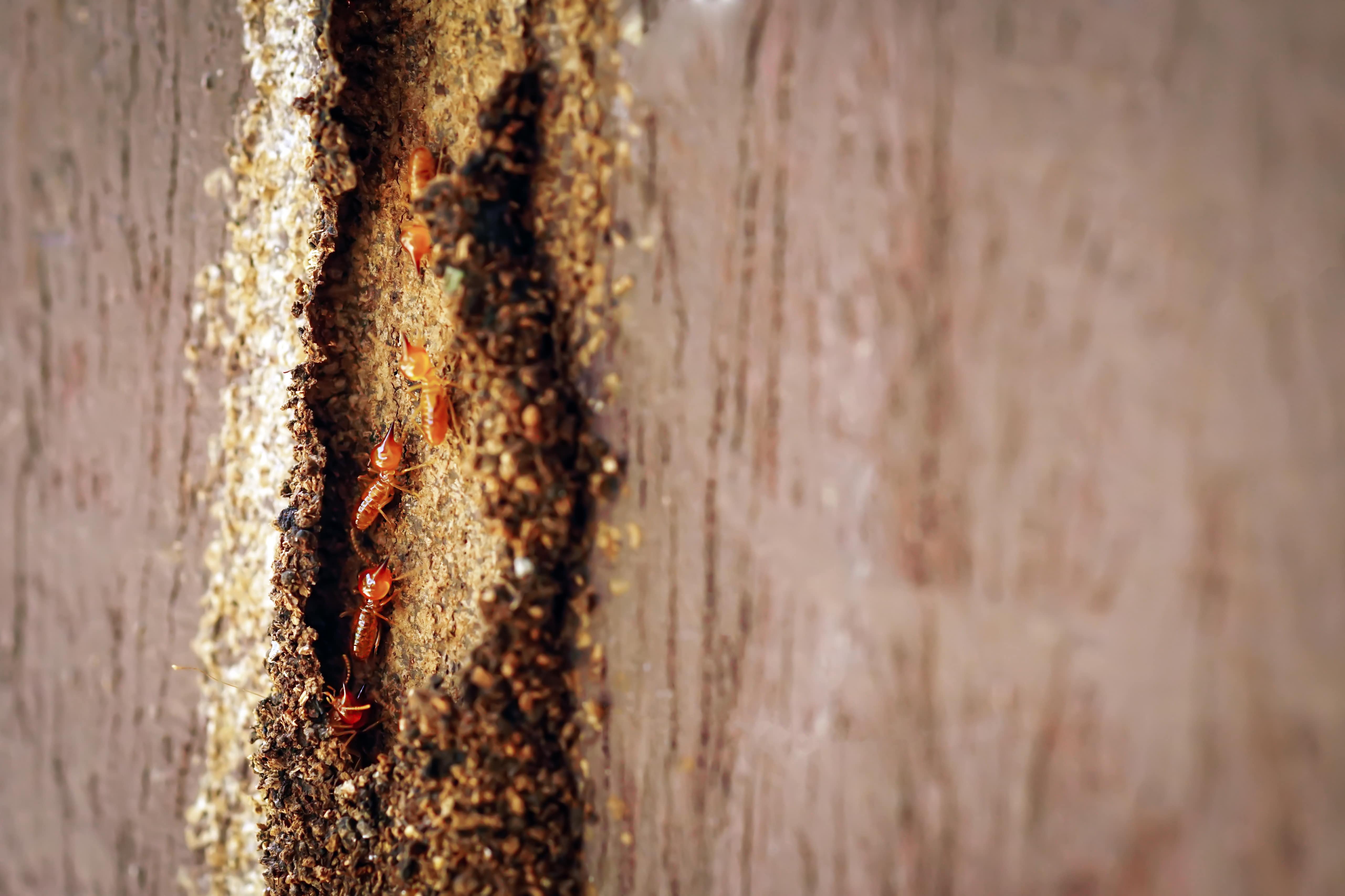 Marett Pest Control | Termites | South Carolina Expert
