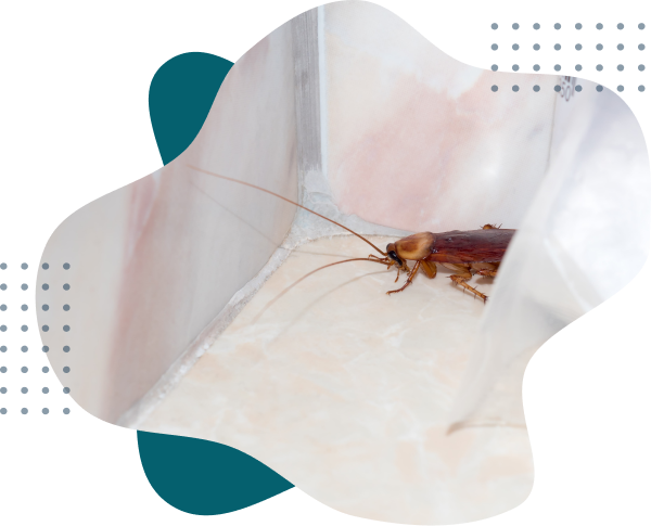 Marett Pest Control | Cockroaches | South Carolina Expert