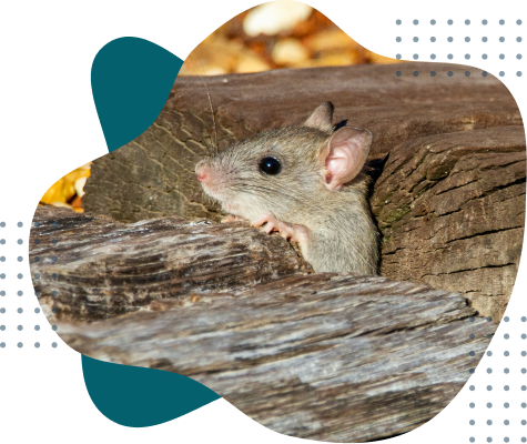 Marett Pest Control | Mice | South Carolina Expert