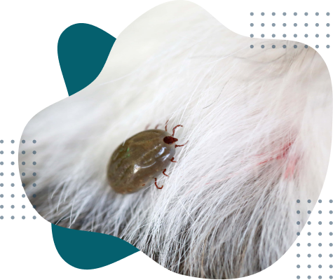 Marett Pest Control | Ticks | South Carolina Expert