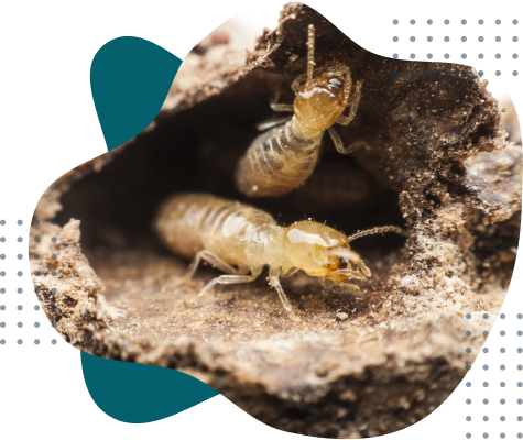 Marett Pest Control | Termites | South Carolina Expert