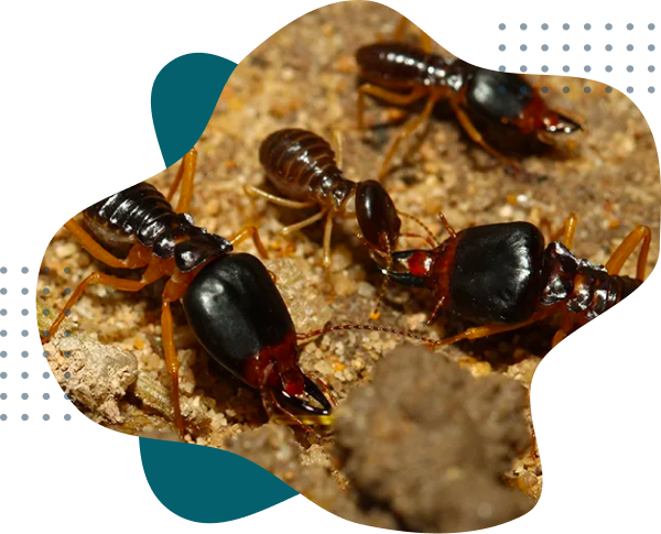 Marett Pest Control | Termites | South Carolina Expert