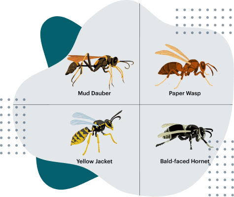 Marett Pest Control | Wasps | South Carolina Expert