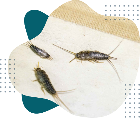 Marett Pest Control | Silverfish | South Carolina Expert