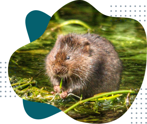 Marett Pest Control | Voles | South Carolina Expert