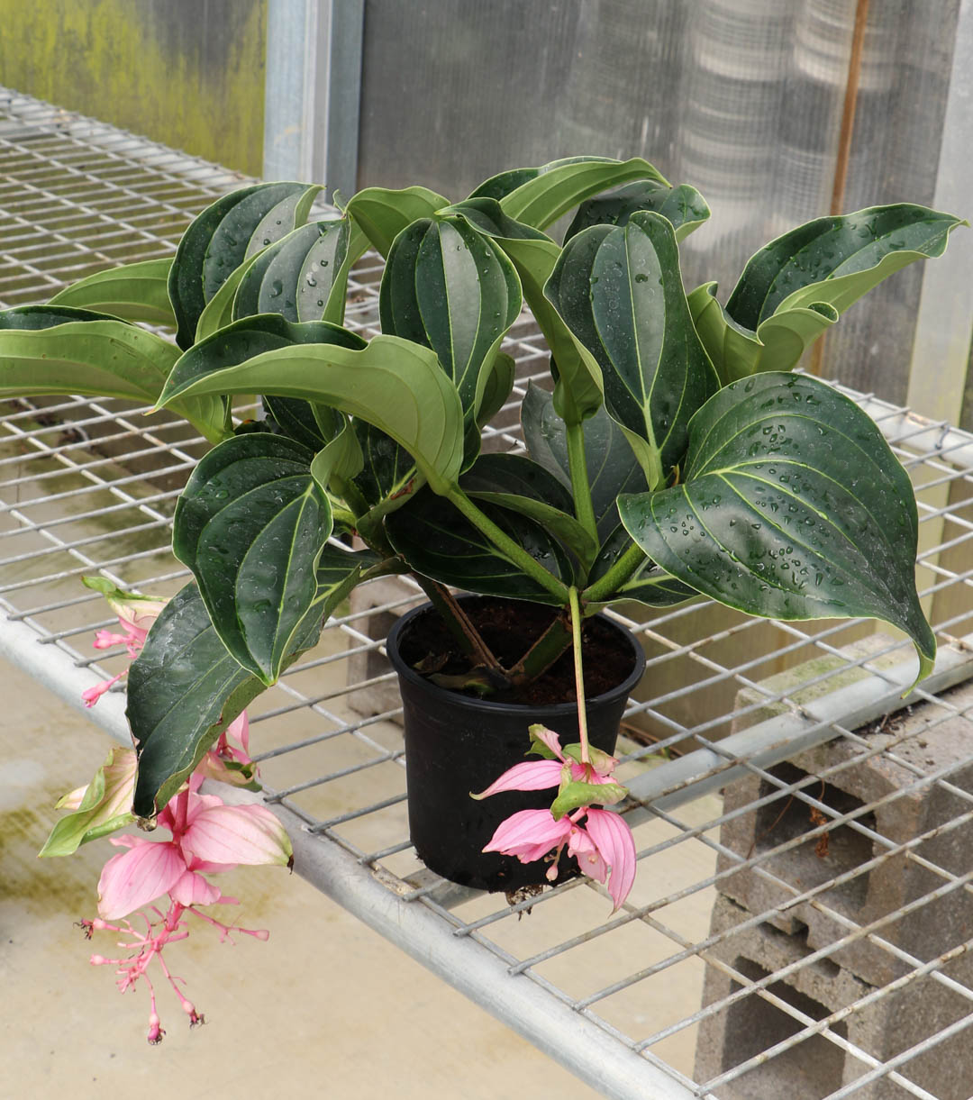 Medinilla Magnifica - Westwood Gardens