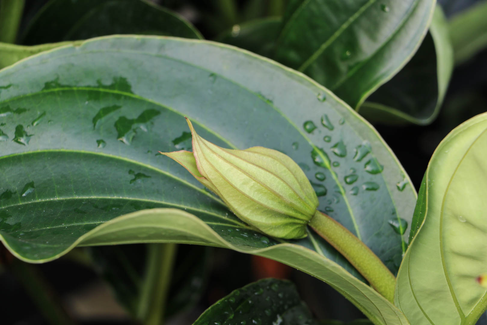 Medinilla Magnifica - Westwood Gardens