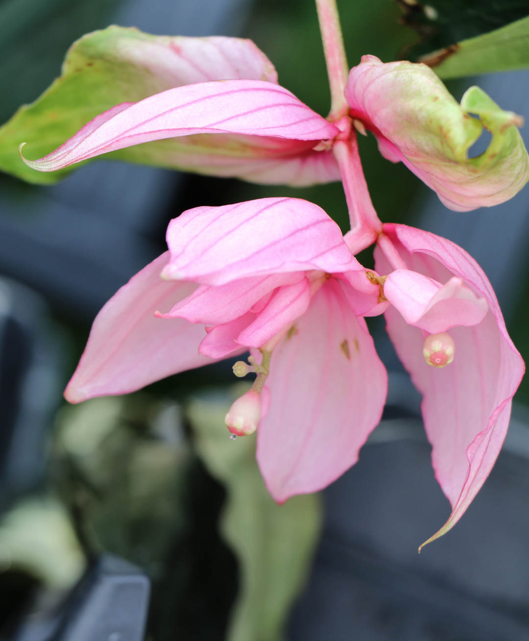 Medinilla Magnifica - Westwood Gardens