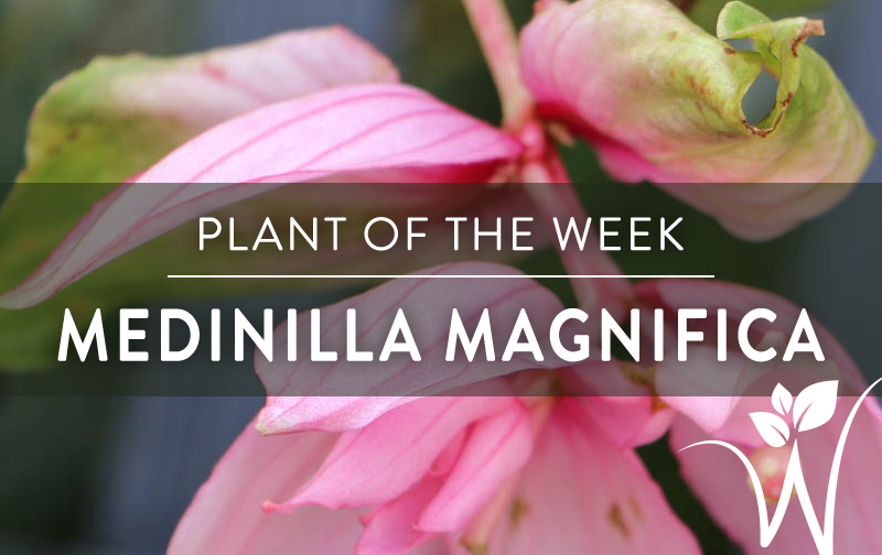 Medinilla Magnifica - Westwood Gardens