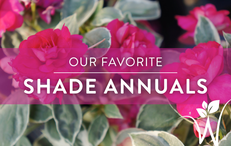 The Best Annuals for Shade - Westwood Gardens