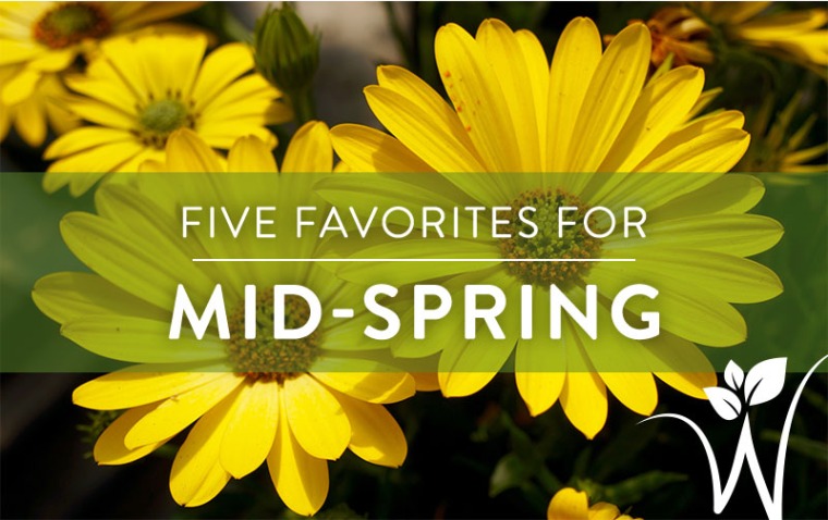 Five Favorites for Mid-Spring - Westwood Gardens