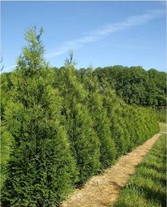 10 Shade-Loving Trees - Westwood Gardens