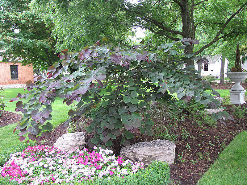 10 Shade-Loving Trees - Westwood Gardens