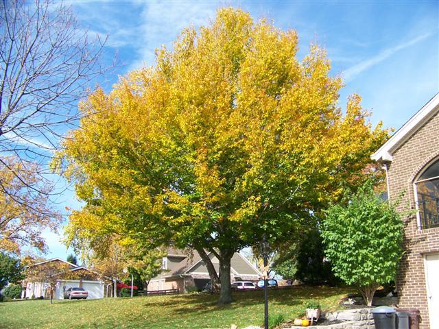 10 Shade-Loving Trees - Westwood Gardens