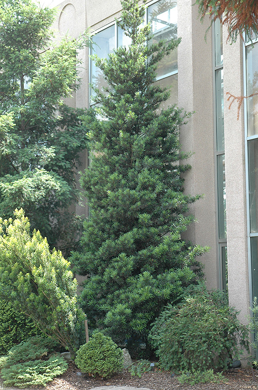 10 Shade-Loving Trees - Westwood Gardens
