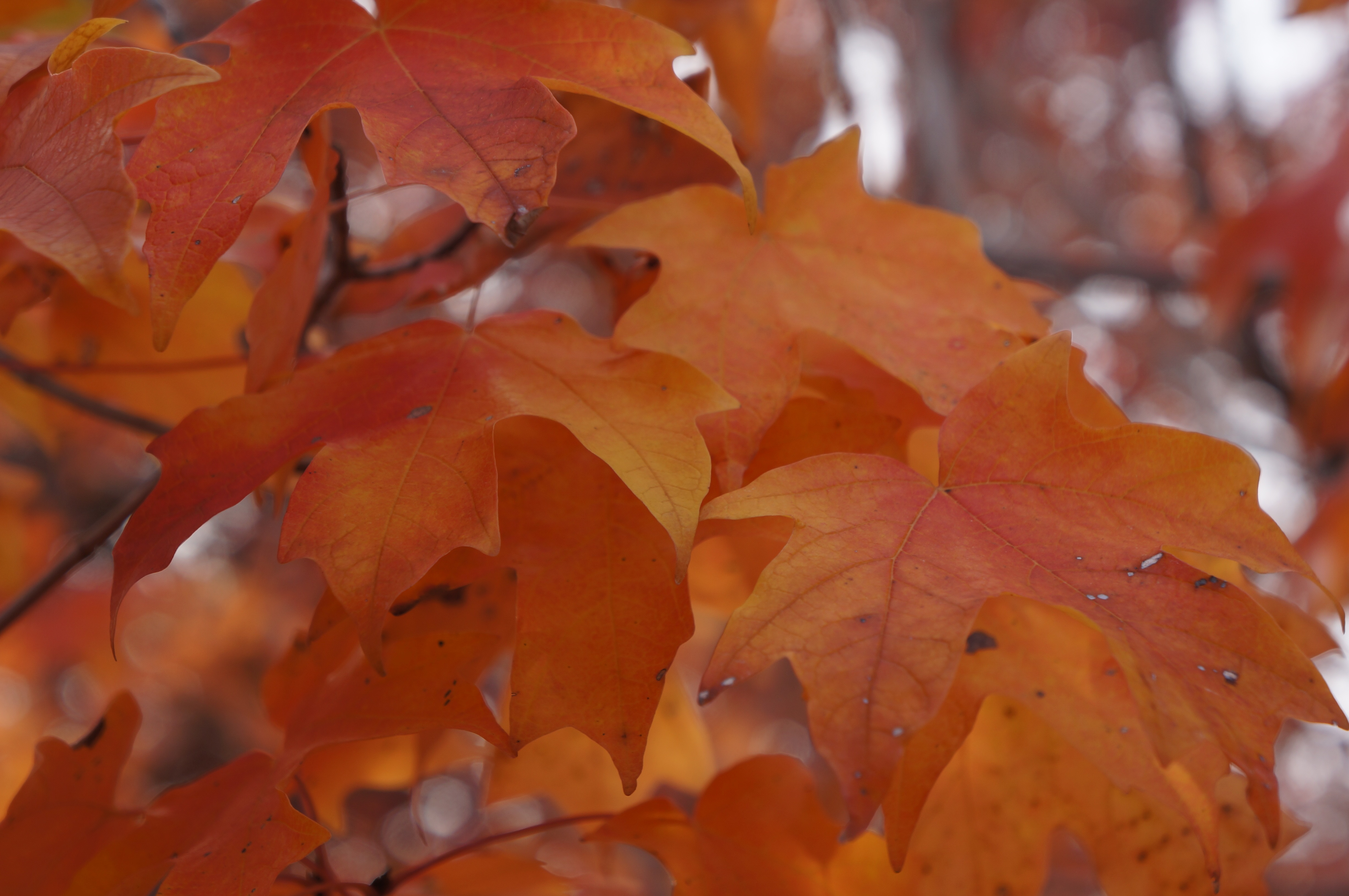 10 Shade-Loving Trees - Westwood Gardens