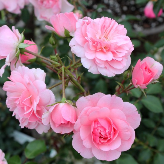 Our Guide to Roses - Westwood Gardens