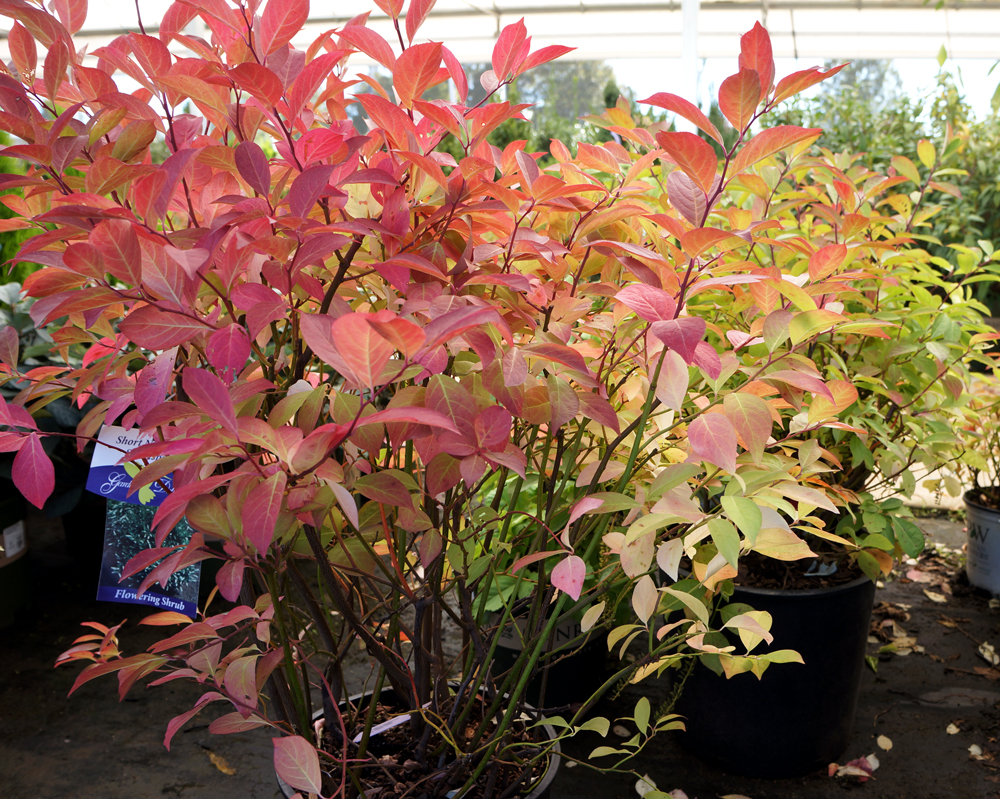 5 Favorite Shrubs for Fall Color - Westwood Gardens