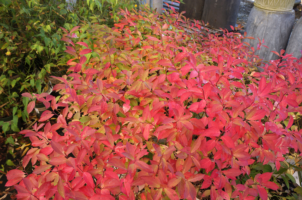 5 Favorite Shrubs for Fall Color - Westwood Gardens