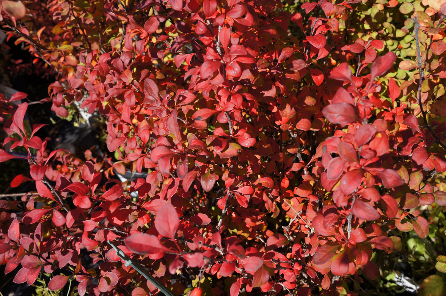 5 Favorite Shrubs for Fall Color - Westwood Gardens