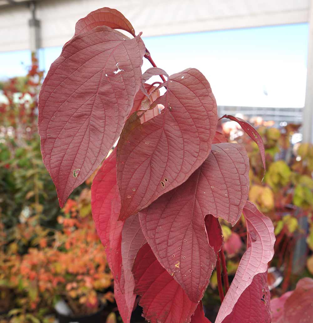 5 Favorite Shrubs for Fall Color - Westwood Gardens