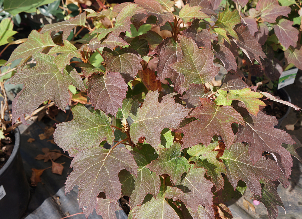 5 Favorite Shrubs for Fall Color - Westwood Gardens