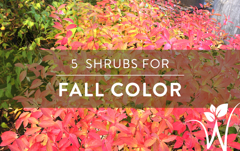 5 Favorite Shrubs for Fall Color - Westwood Gardens