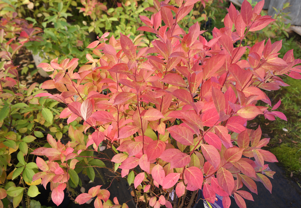 5 Favorite Shrubs for Fall Color - Westwood Gardens