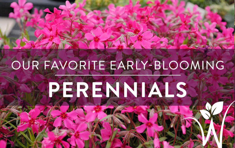 Our Favorite Early-Blooming Perennials - Westwood Gardens