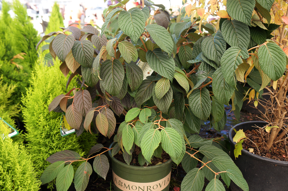 5 Favorite Shrubs for Fall Color - Westwood Gardens