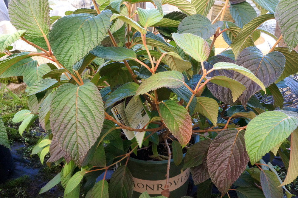 5 Favorite Shrubs for Fall Color - Westwood Gardens