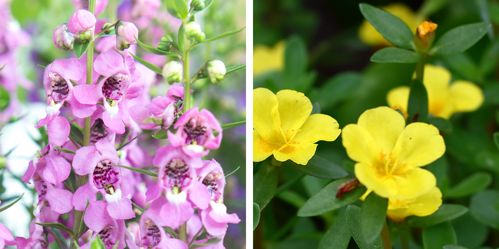 Annuals for Arkansas Summers - Westwood Gardens
