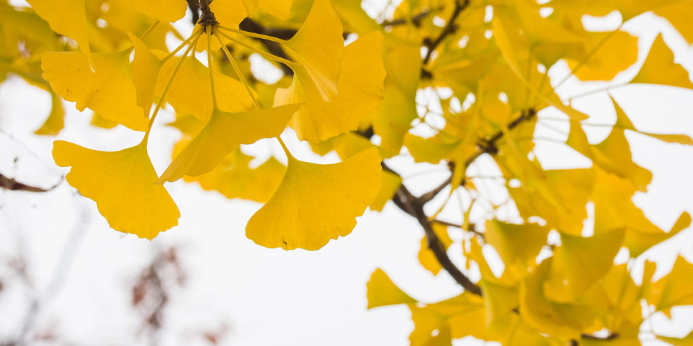 Trees and Shrubs for Spectacular Fall Color - Westwood Gardens