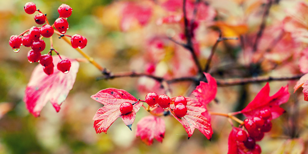 Trees and Shrubs for Spectacular Fall Color - Westwood Gardens