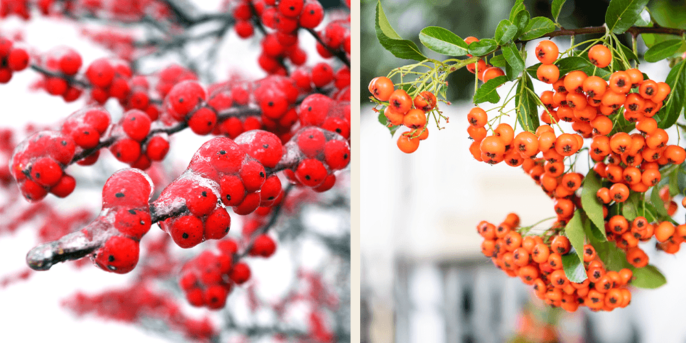 The Best Shrubs for Winter Color - Westwood Gardens